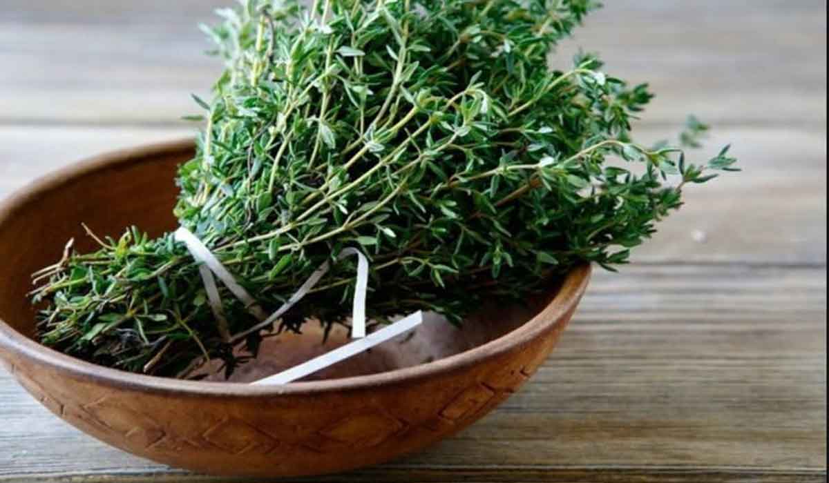 Cimbrul – planta vindecatoare: Cum sa il consumi pentru a obtine ...