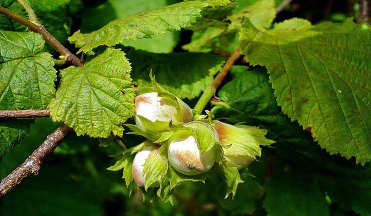 Frunzele si scoarta de alun – Leacuri manastiresti pentru sanatate si ...